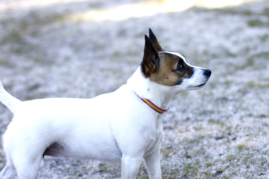 Dog chasing a bicycle… – thedriversedlady
